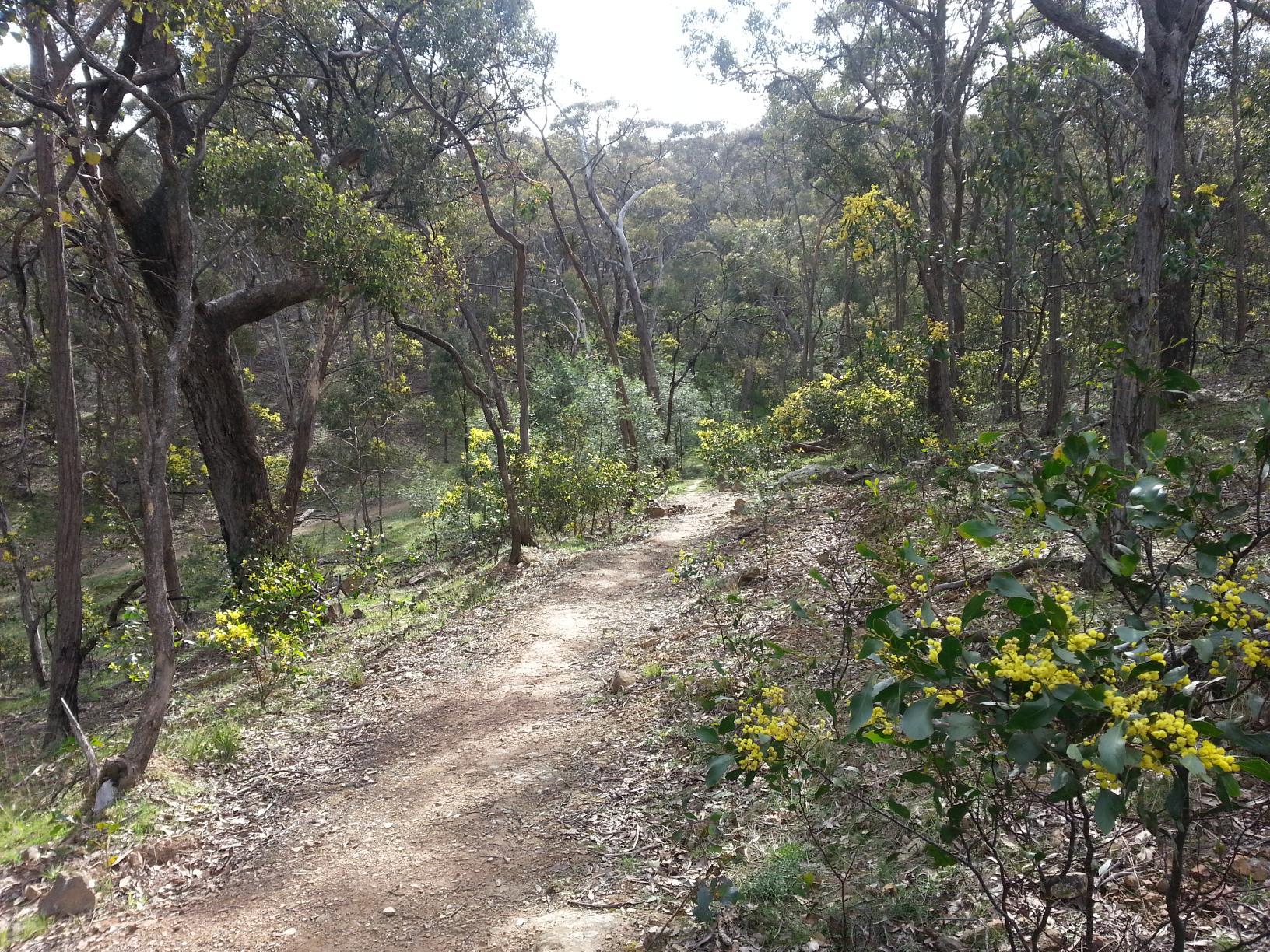Running the Brisbane Ranges | Curious Venn